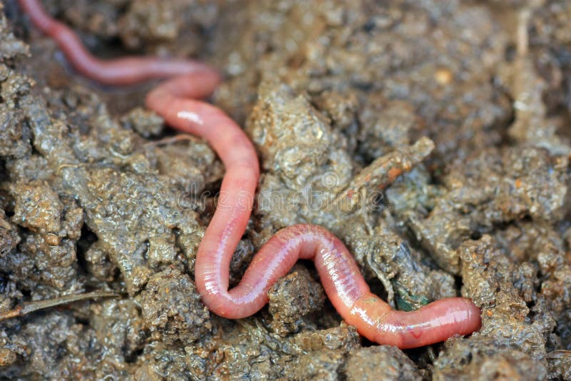 Group of earthworms stock photo. Image of macro, biodegradation - 30553894
