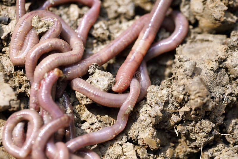 Earthworms in mould stock image. Image of animal, segment - 19579673
