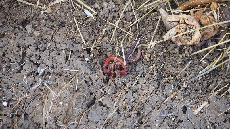 Earthworms Moving on the Surface of the Soil Stock Image - Image of ...
