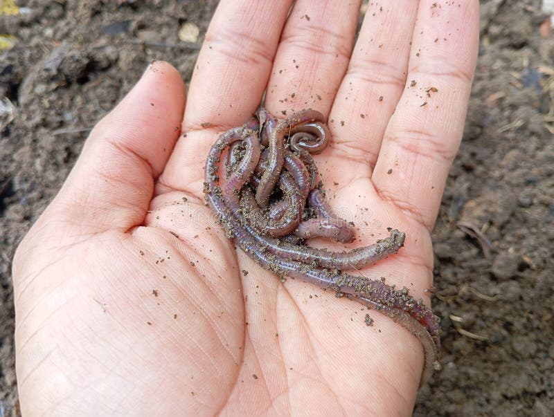 Earthworms - the Ruler of the Underground Stock Photo - Image of ...