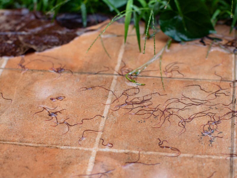 Earthworms, Tubifex Worm on Tile Floor after Rain Stock Photo - Image ...
