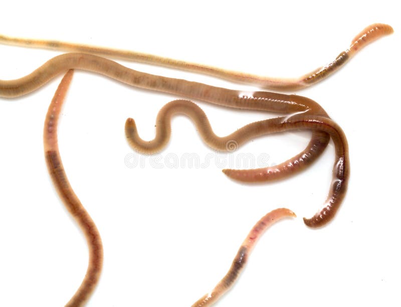 Earthworms on a White Background. Macro Stock Photo - Image of fishing ...
