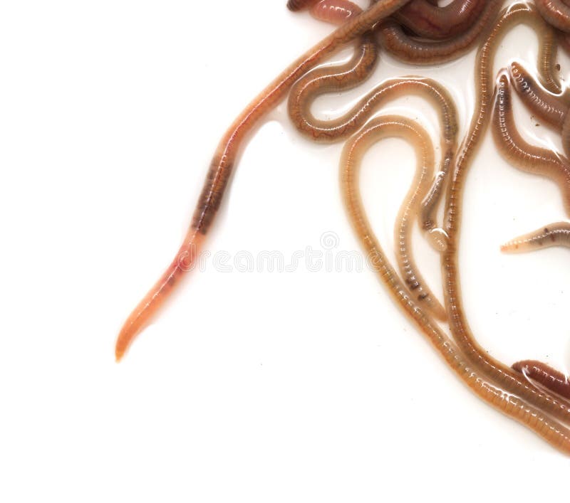 Earthworms on a White Background Stock Photo - Image of earthworm ...