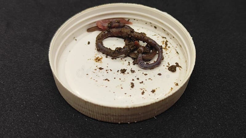 Earthworms in White Container. Stock Footage - Video of root, holding ...
