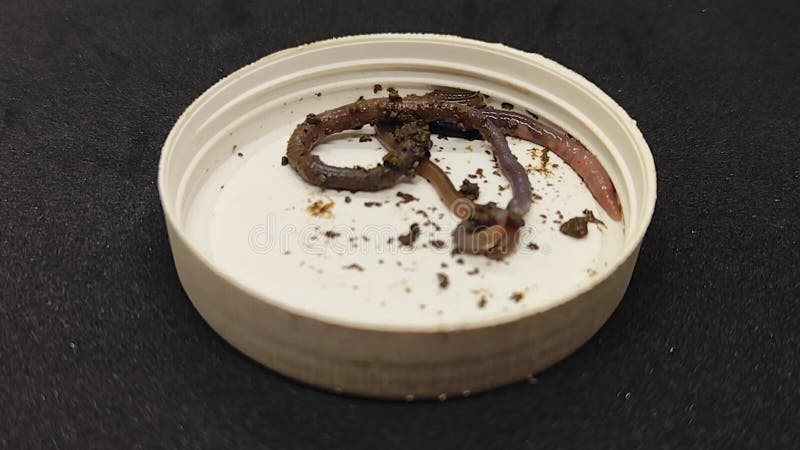 Earthworms in White Container. Stock Footage - Video of horizontal ...