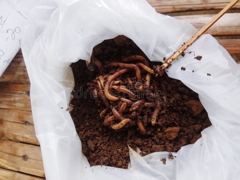 Earthworms that You Might Be Able To Eat Stock Photo - Image of ...