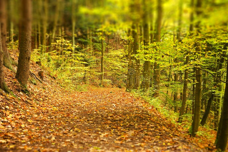 Earthy forest path stock image. Image of early, foliage - 78661765