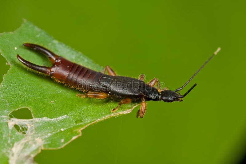 Earwig stock photo. Image of foliage, shiny, nature, wing - 10583694