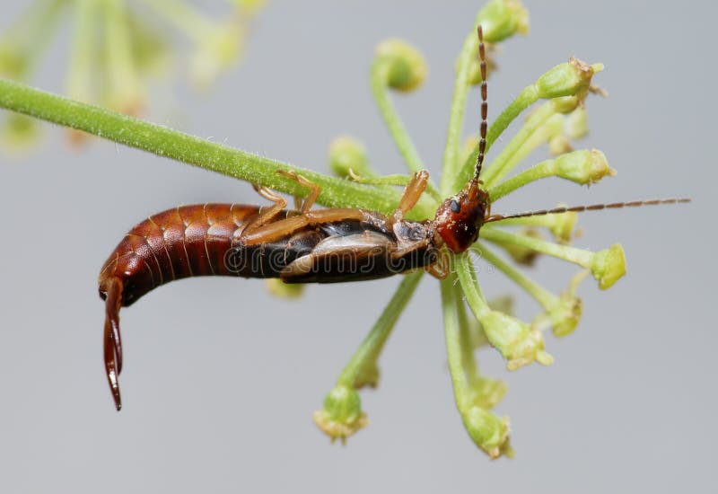 Centipede stock image. Image of bark, nature, brown, tree - 16238043