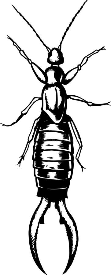 Earwig Stock Illustrations – 1,492 Earwig Stock Illustrations, Vectors ...