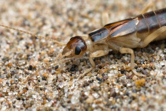 The earwig stock photo. Image of sand, arthropod, land - 17058030