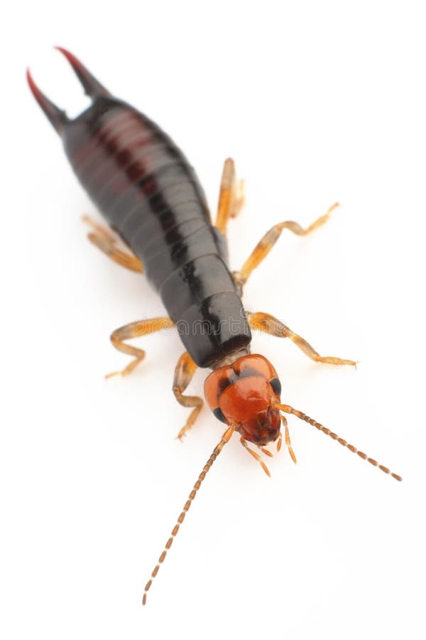Earwig stock image. Image of insect, close, critter, pest - 5243603