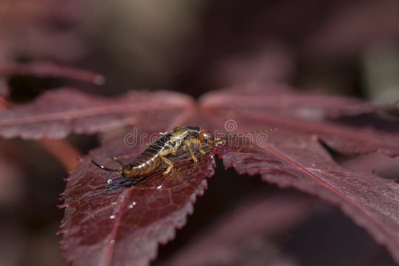 Earwig, Bug, Insect Portrait Stock Photo - Image of edge, faced: 101180056