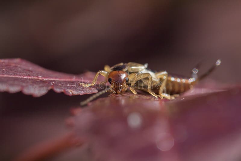 Earwig, Bug, Insect Portrait Stock Photo - Image of females, full ...