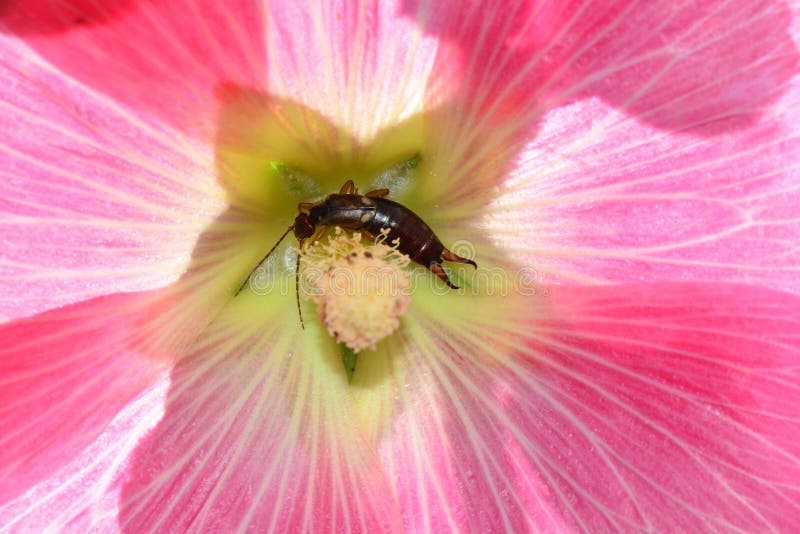 Earwig Dermaptera in a Flower Stock Image - Image of beetle, background ...
