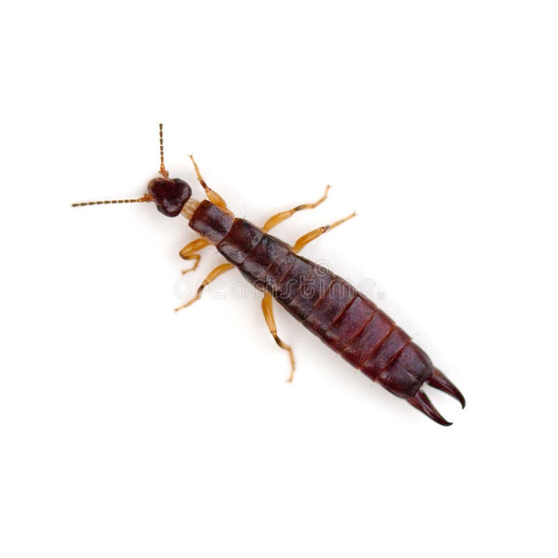 Cockroach stock image. Image of detail, closeup, disgusting - 75479