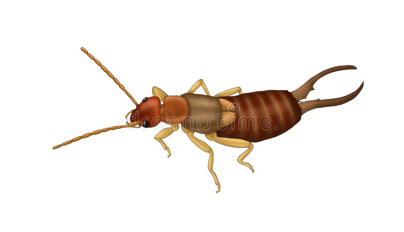 Earwig Stock Illustrations – 1,476 Earwig Stock Illustrations, Vectors ...