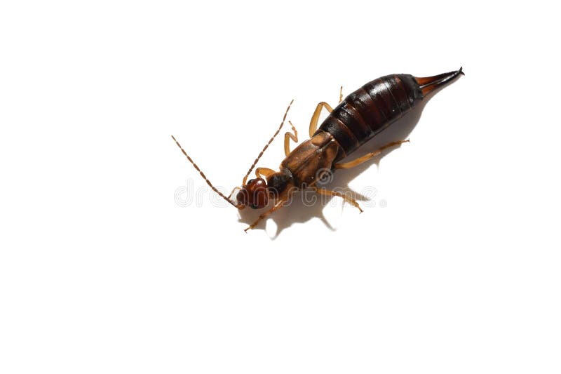 Earwig insect, top view. stock image. Image of wild - 335001379