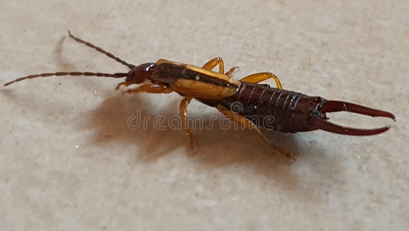 Earwig Insect Yellow and Brown Stock Photo - Image of insect, yellow ...