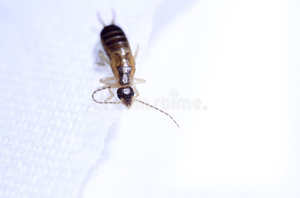 Earwig on paper towel stock image. Image of pincher, insect - 40792881