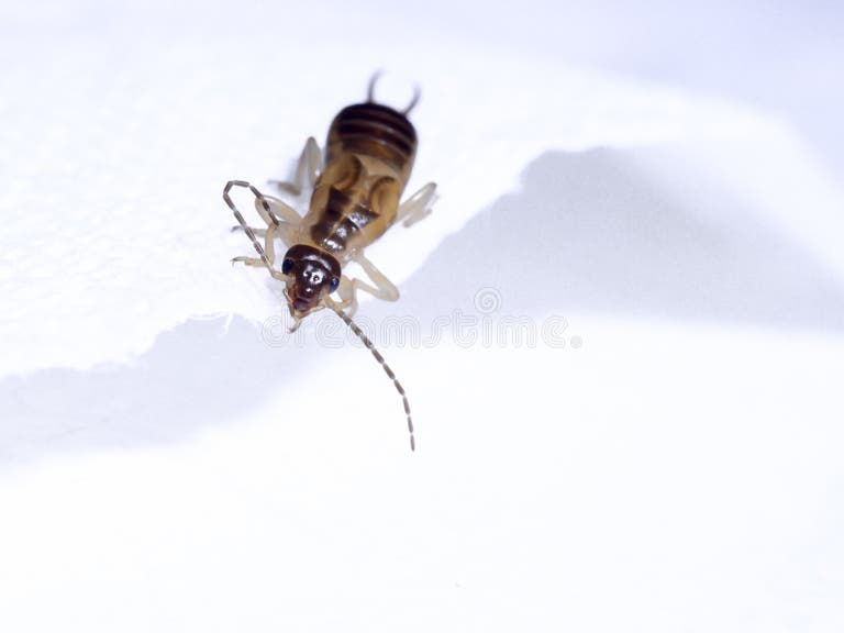 Earwig on paper towel stock image. Image of earwig, macro - 40792891
