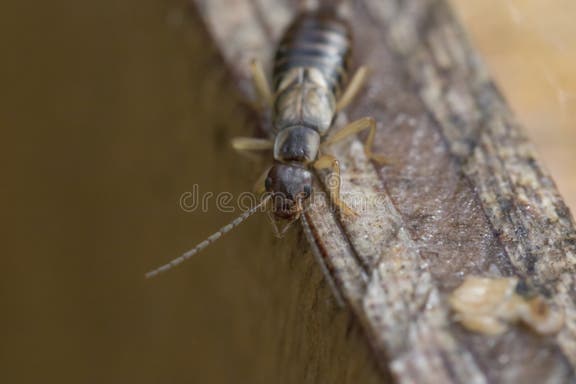 Earwig, Bug, Insect Portrait Stock Image - Image of edge, face: 101180381
