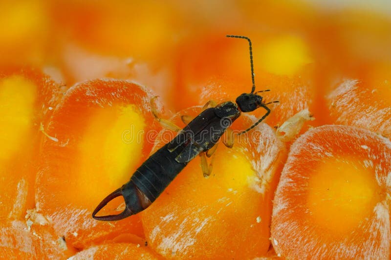An Earwig Predator on a Translucent Corn Background Stock Photo - Image ...