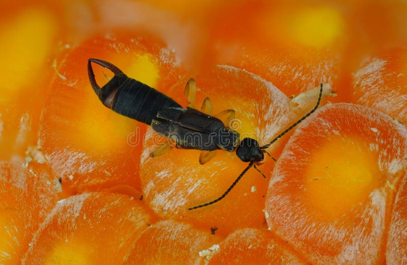 An Earwig Predator on a Translucent Corn Background Stock Image - Image ...