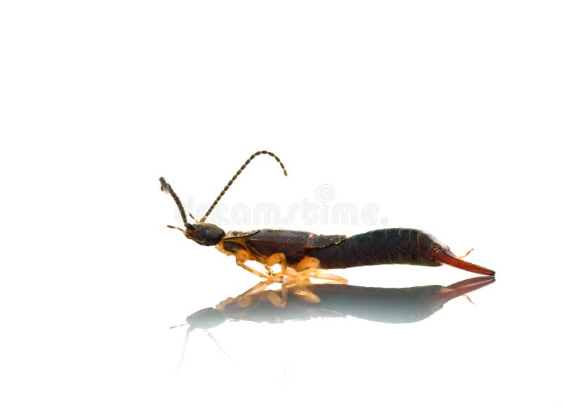 An Earwig Predator on a Translucent Corn Background Stock Photo - Image ...