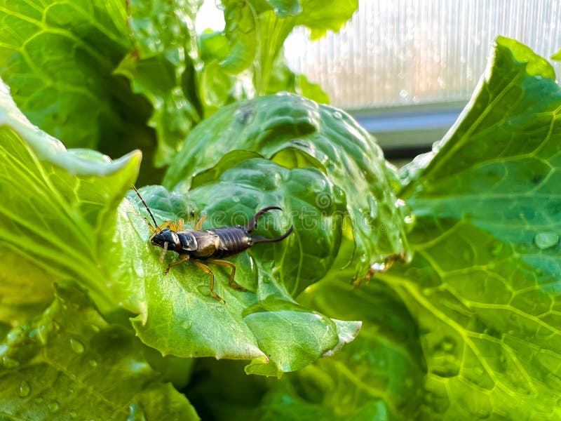 Earwig on salad leaves stock image. Image of adult, insects - 342334771