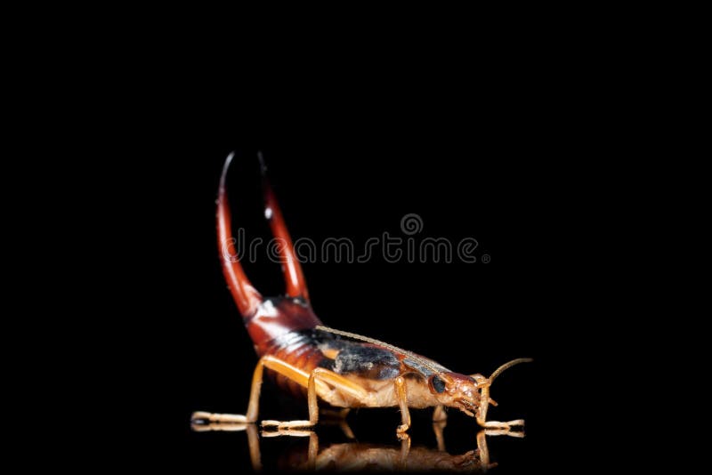 Earwig Side View Picture Stock Photo Stock Image - Image of antennae ...