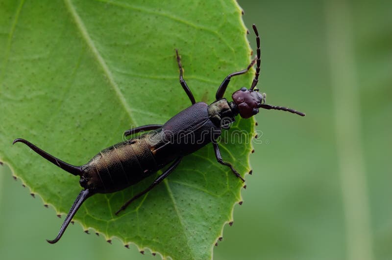 Ant stock image. Image of close, animal, closeup, macro - 43854033