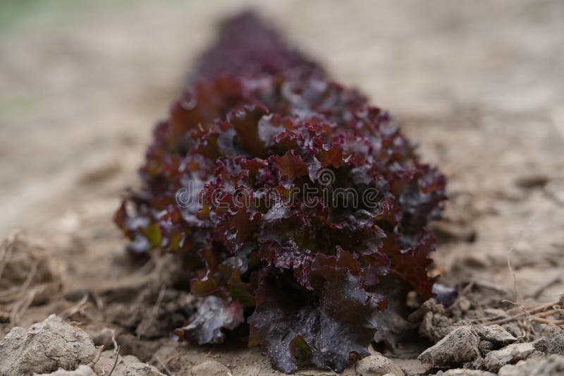 Lollo Rossa Salad is Healthy Due To Its Rich Content of Vitamins ...