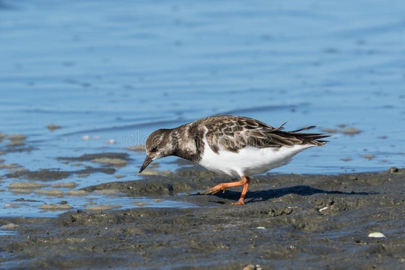 Ruddy Turnstone in Australasia Stock Photo - Image of feather ...