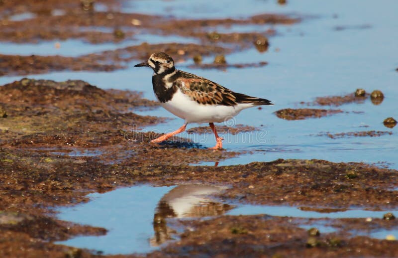 Ruddy Turnstone in Australasia Stock Image - Image of markings ...
