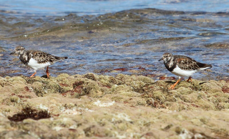 Ruddy Turnstone in Australasia Stock Photo - Image of endemic, ruddy ...