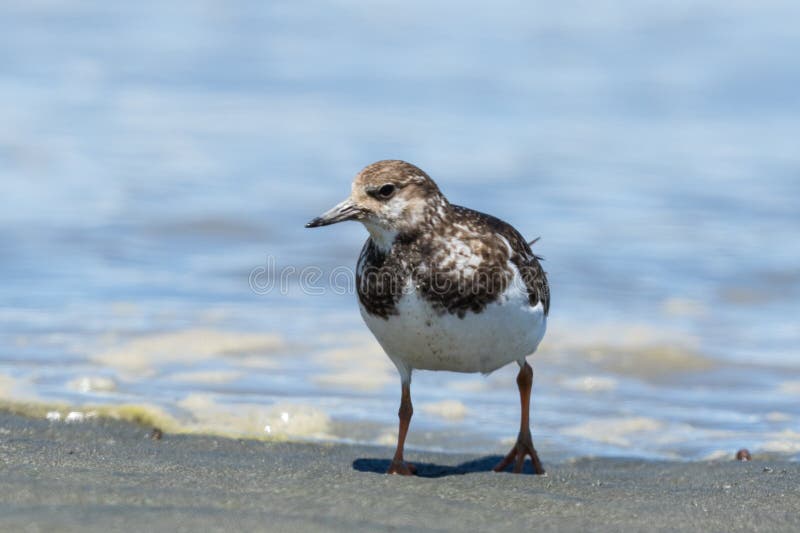 Ruddy Turnstone in Australasia Stock Photo - Image of animals ...