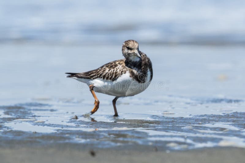 Ruddy Turnstone in Australasia Stock Image - Image of australasia ...