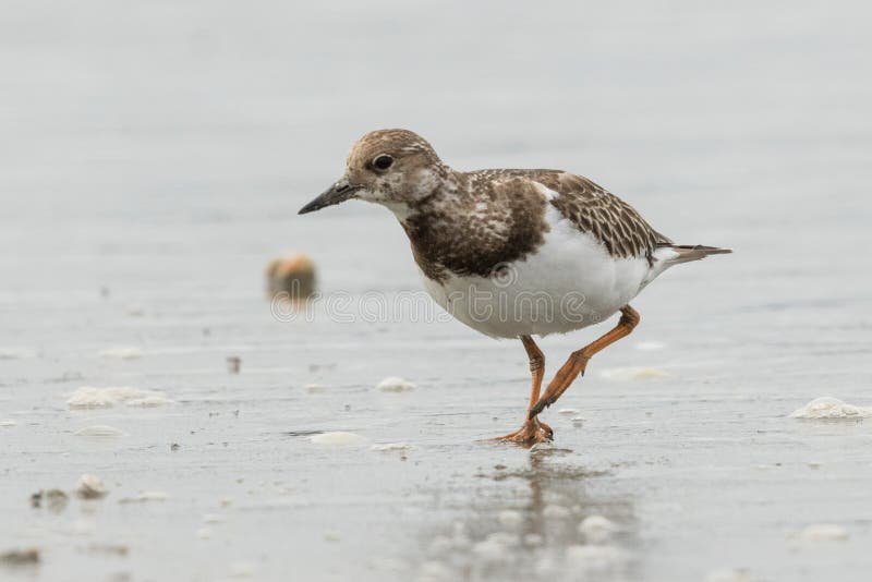 Ruddy Turnstone in Australasia Stock Photo - Image of avian, fauna ...
