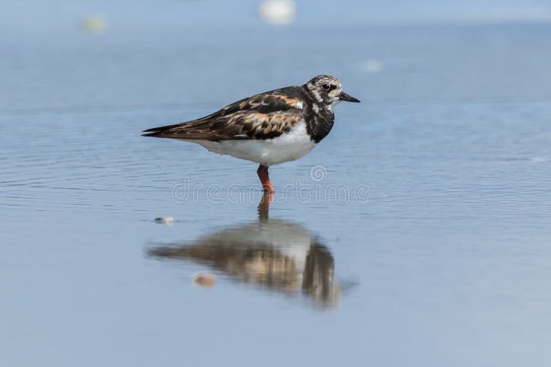Ruddy Turnstone in Australasia Stock Image - Image of birding, bird ...