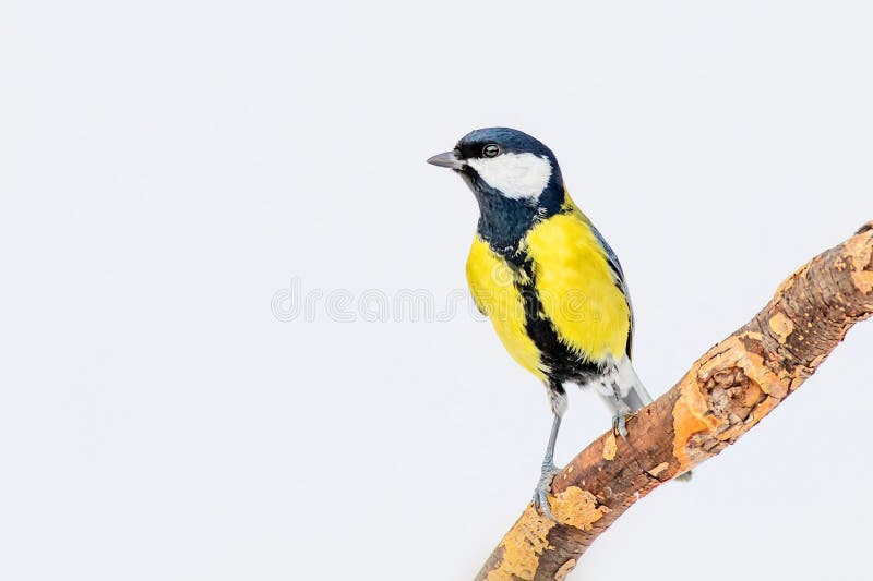Winter and Birds. Nature Background. Bird: Great Tit. Parus Major ...