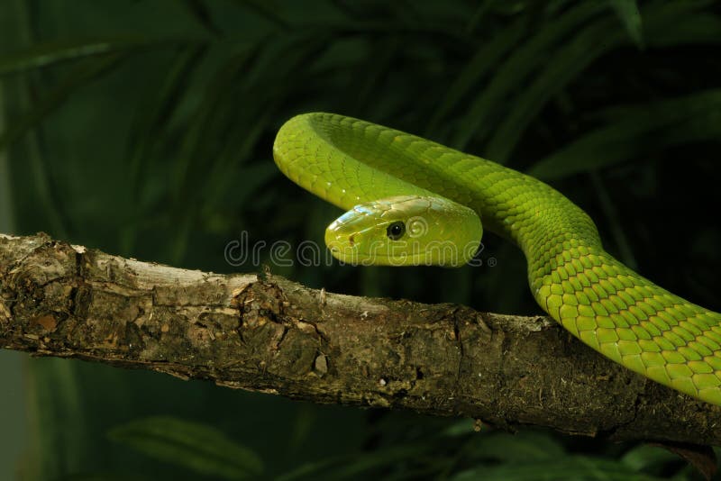 East African Green Mamba stock photo. Image of reptile - 26061598