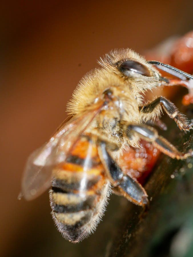 East African Lowland Honey Bee. Stock Photo - Image of yellow ...