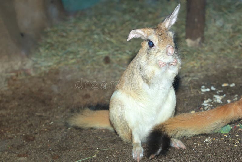 Springhare stock image. Image of eyes, furry, cute, claws - 36652961