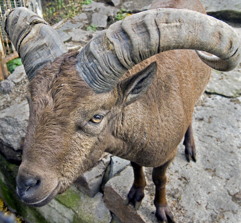 East caucasian tur 2 stock image. Image of nice, population - 21874631