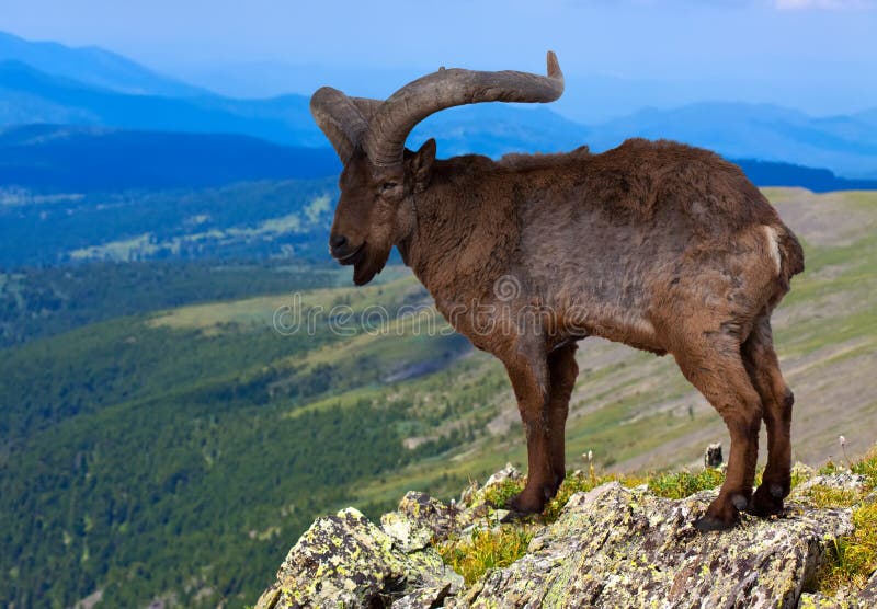 East Caucasian tur stock photo. Image of full, natural - 25180408