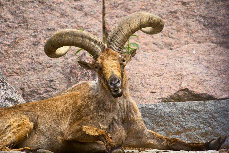 East caucasian tur stock image. Image of animal, zoological - 25824257