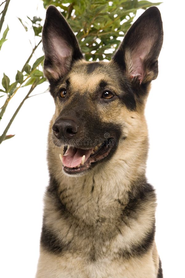 German Shepard Isolated on White Stock Image - Image of shepard, black ...