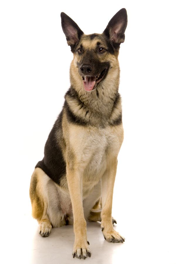 The East-european Dog on White Stock Photo - Image of natural, mammal ...