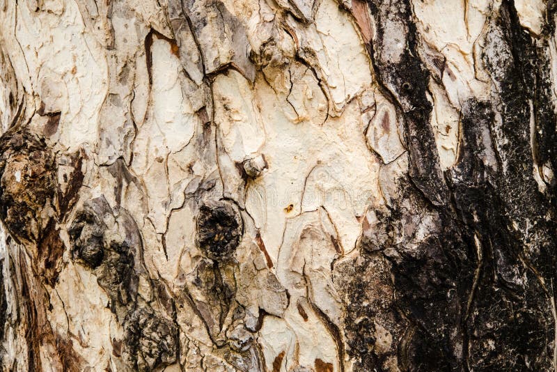 East Indian Walnut tree stock photo. Image of indian - 53564520